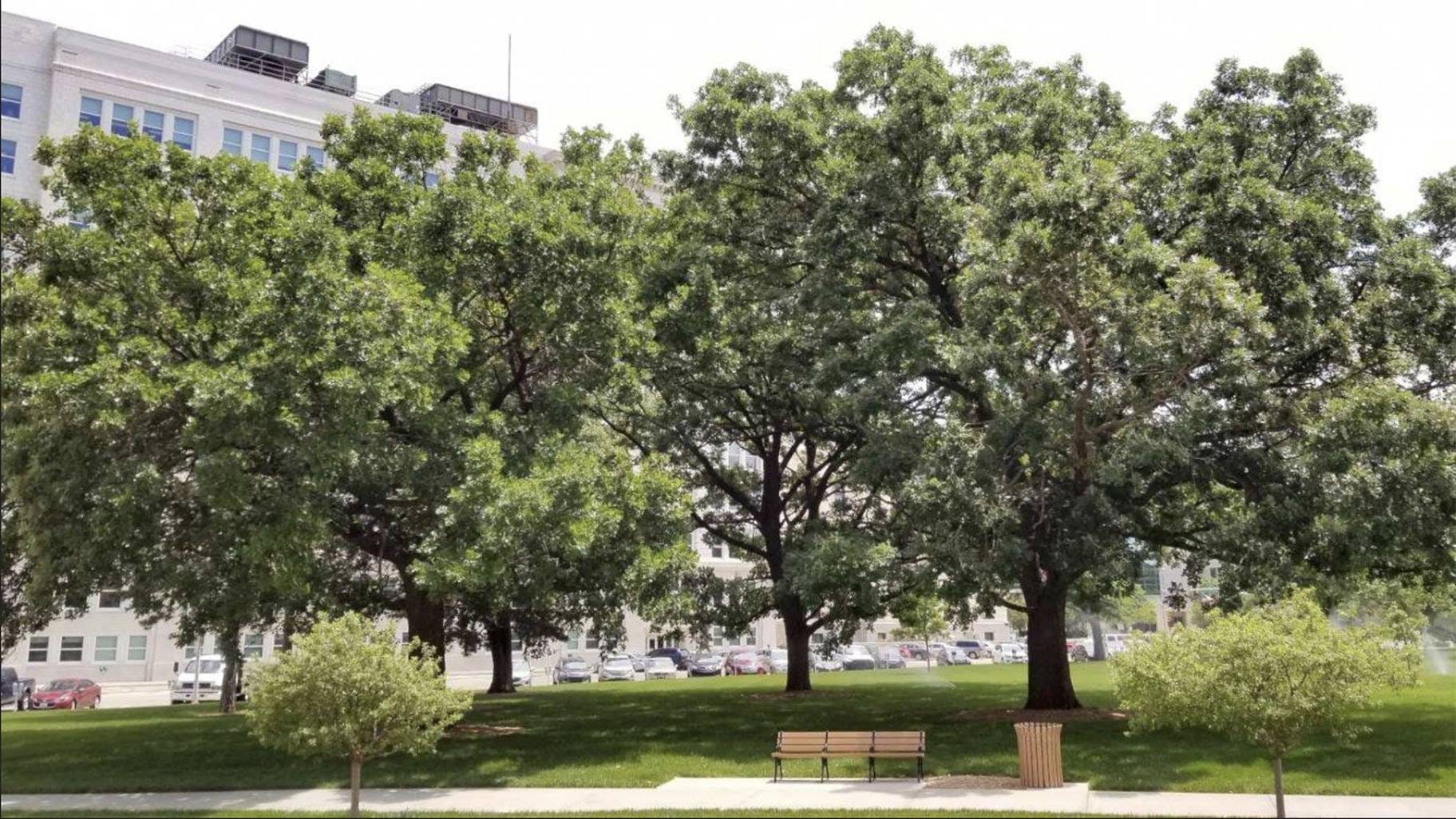 Scout trees and shrubs for signs of damage - The Iola Register