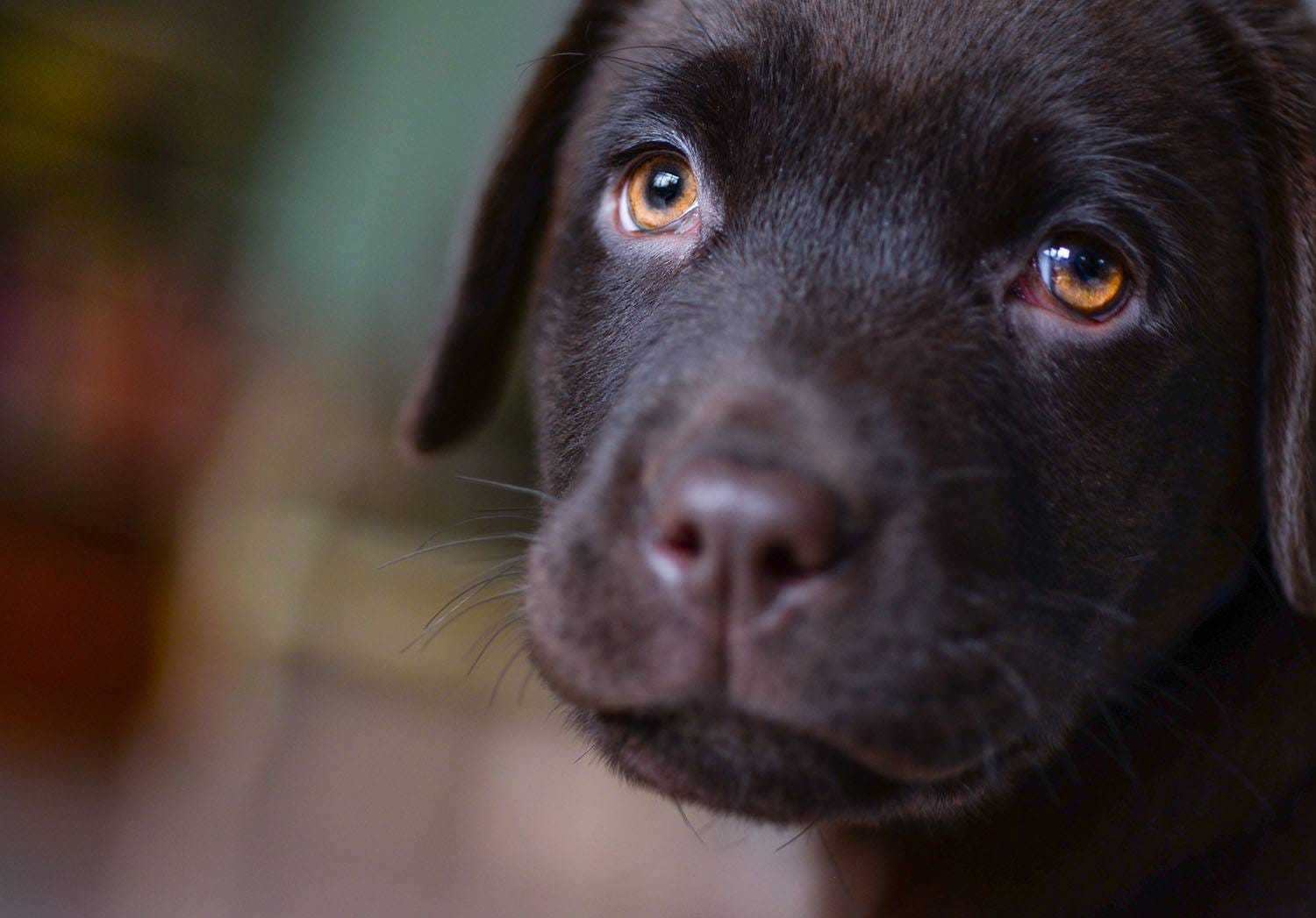 Scientists take a peek behind those sad puppy dog eyes - The Iola Register