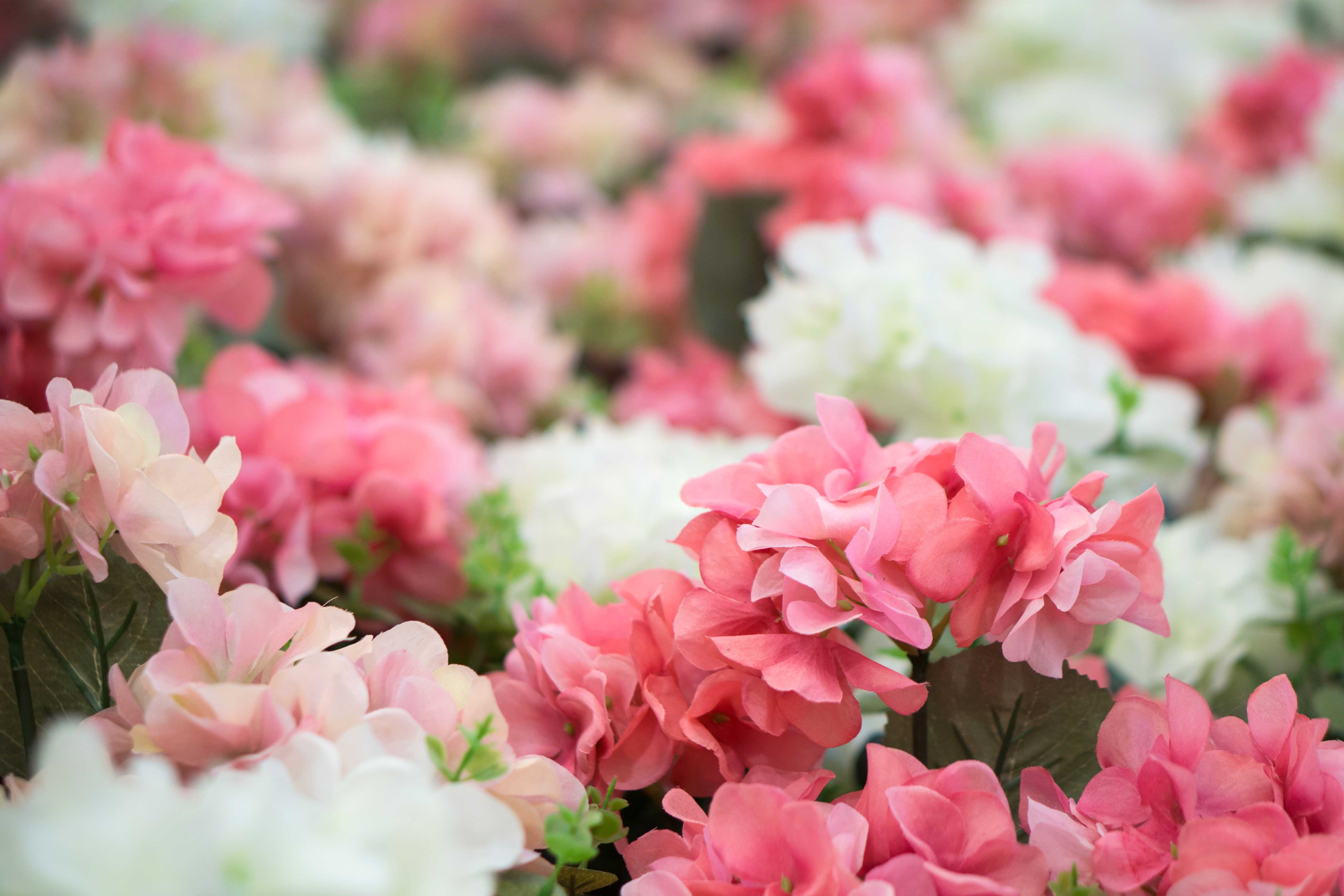 Janet Pollard - The Iola Register