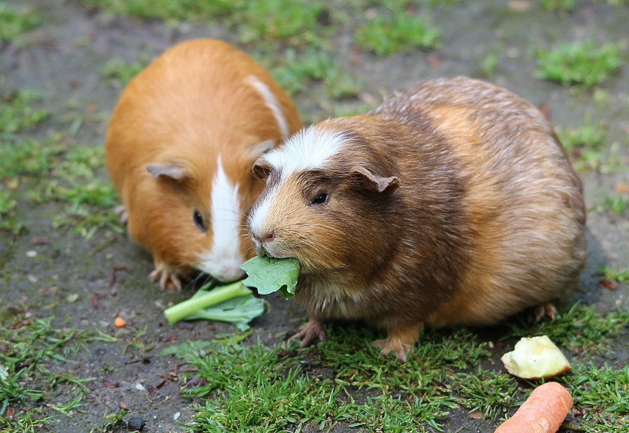 Humane Society rescues army of guinea pigs - The Iola Register