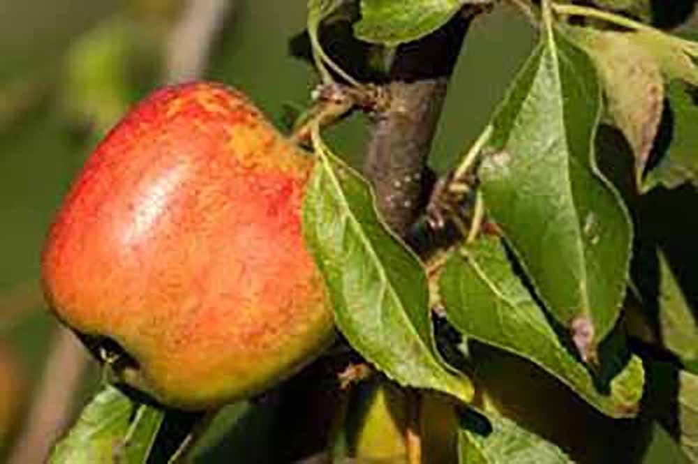 Fruit trees to sweeten city’s southern section - The Iola Register