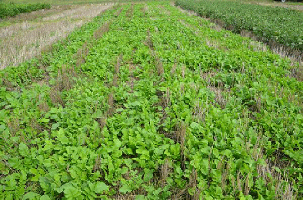 September is not too late to plant cover crops - The Iola Register