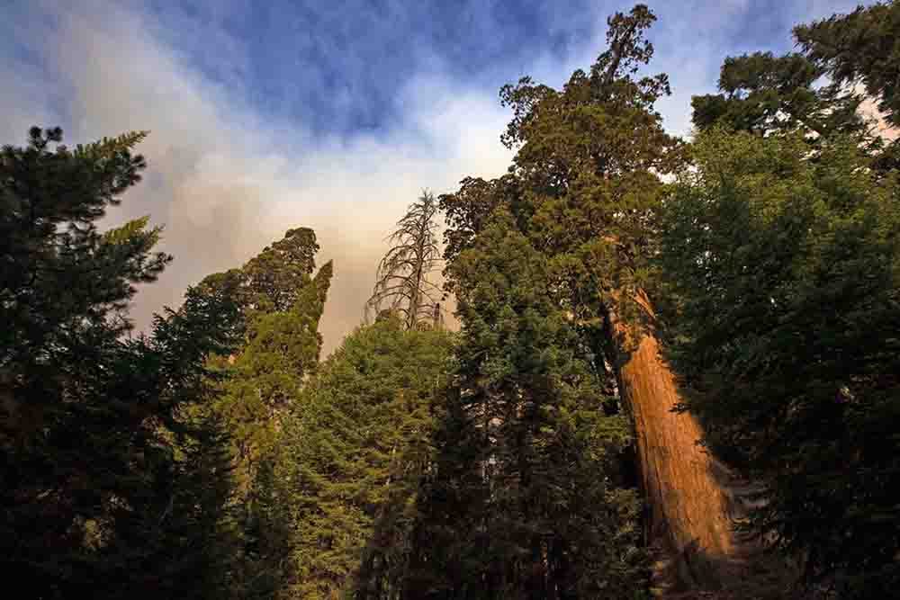 Wildfire grows near famed Yosemite grove of sequoia trees - The Iola ...