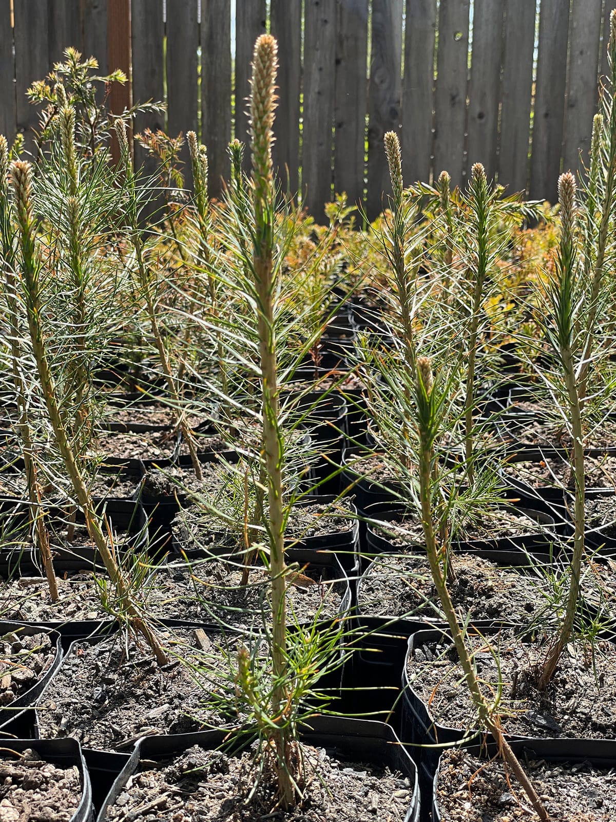 Forest service offers low-cost trees, shrubs - The Iola Register