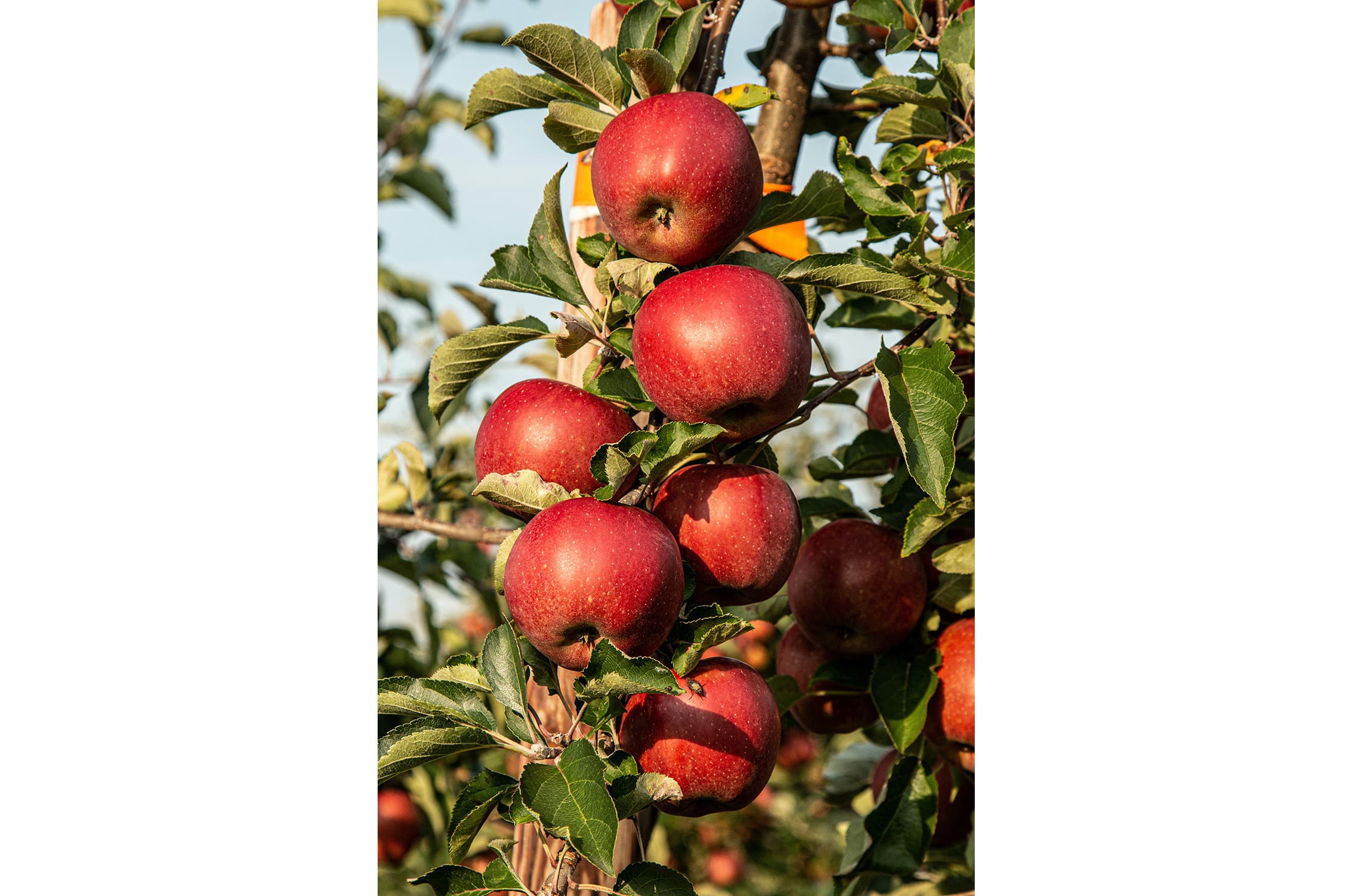 Pruning fruit trees now will pay off later - The Iola Register