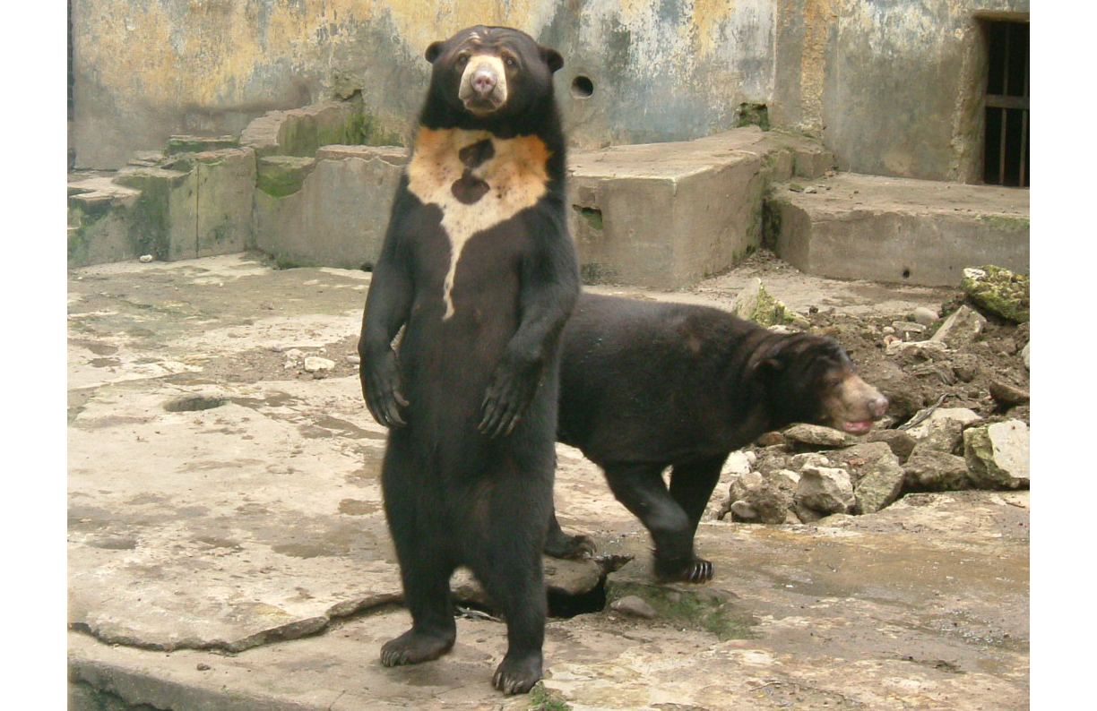 China zoo: Our bears are real - The Iola Register