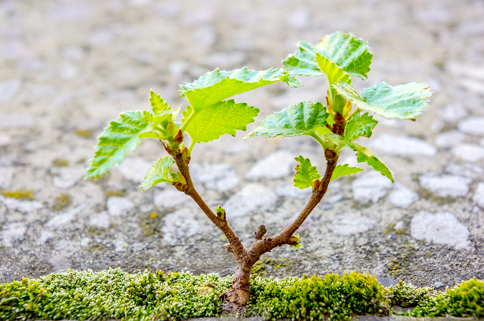 Horticulture expert shares rules for planting trees - The Iola Register