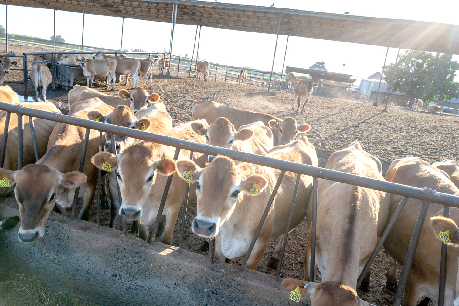 USDA to take ‘additional step’ in testing beef for bird flu - The Iola ...