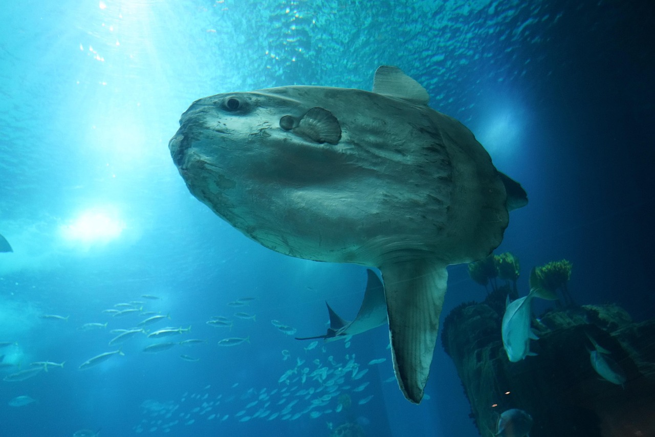Cutouts help sick sunfish - The Iola Register
