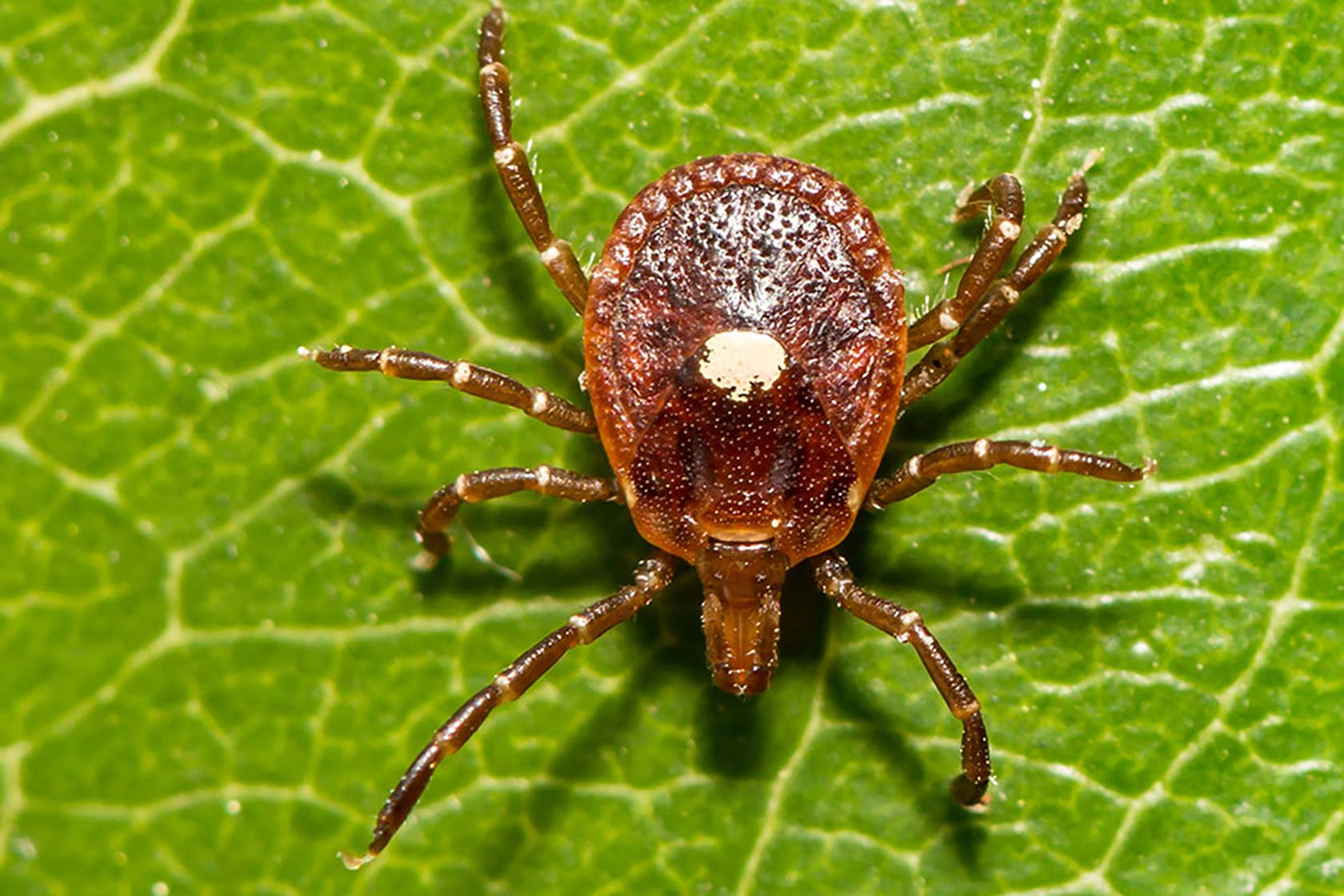 Group helps prepare for tick season - The Iola Register