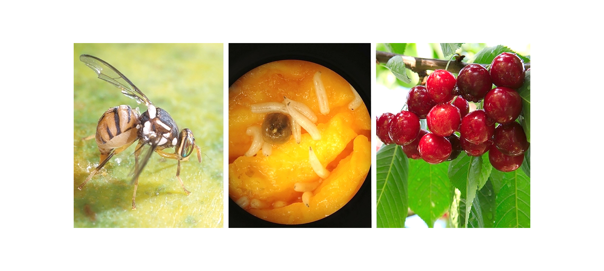 Forces who guard against invasive pests and plants leave USDA - The ...